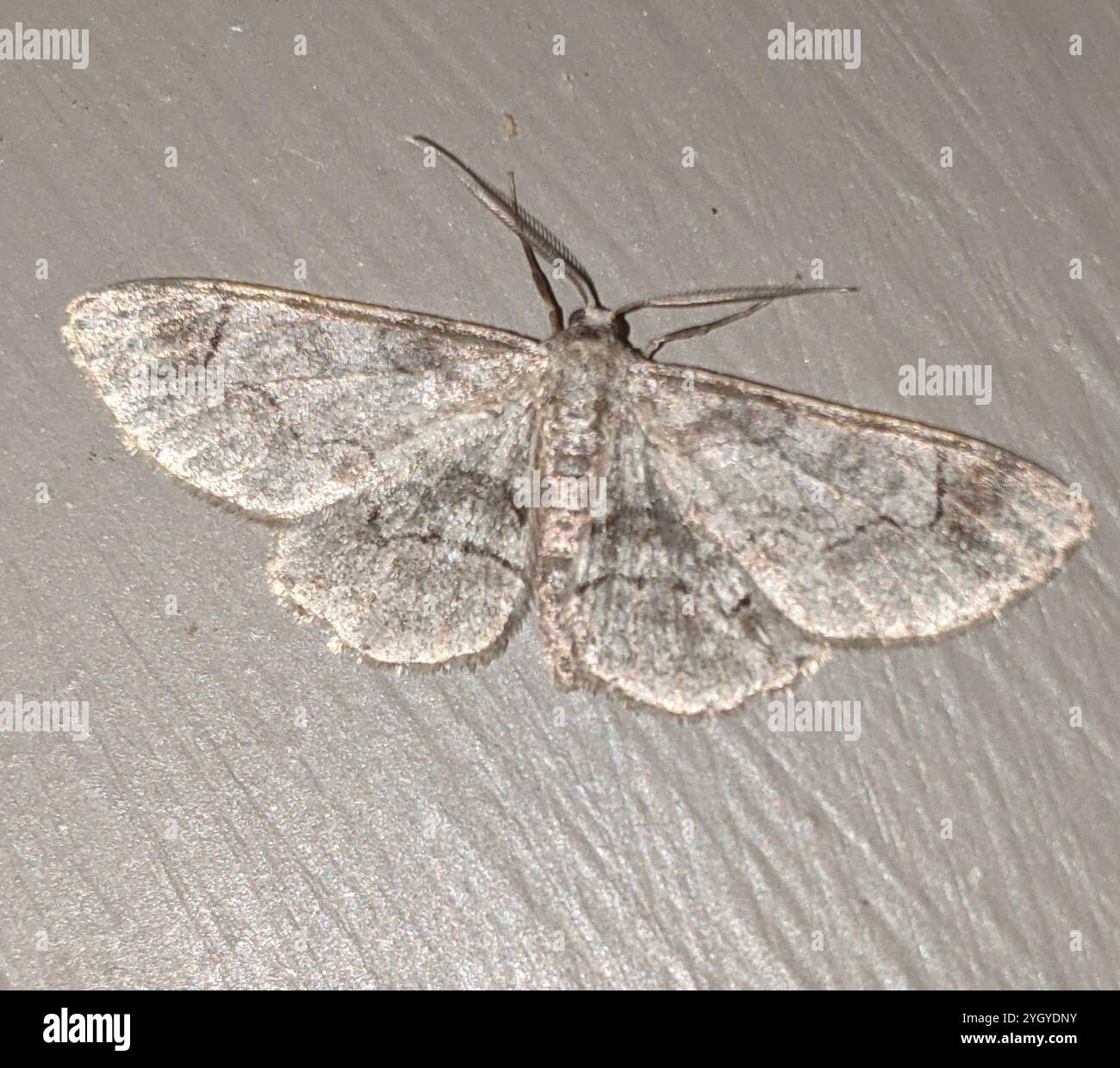 Bent-line Gray (Iridopsis larvaria Stock Photo - Alamy