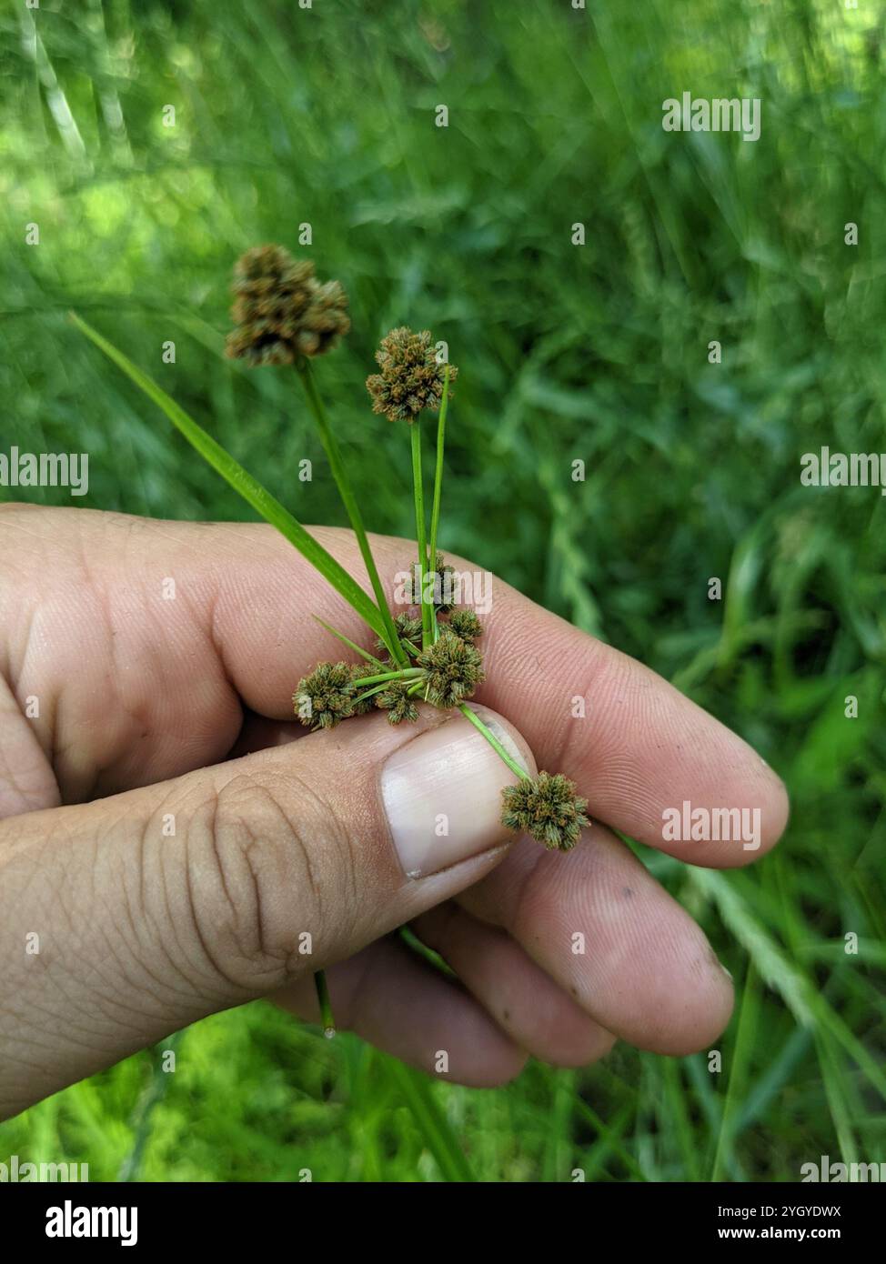 dark green bulrush (Scirpus atrovirens Stock Photo - Alamy