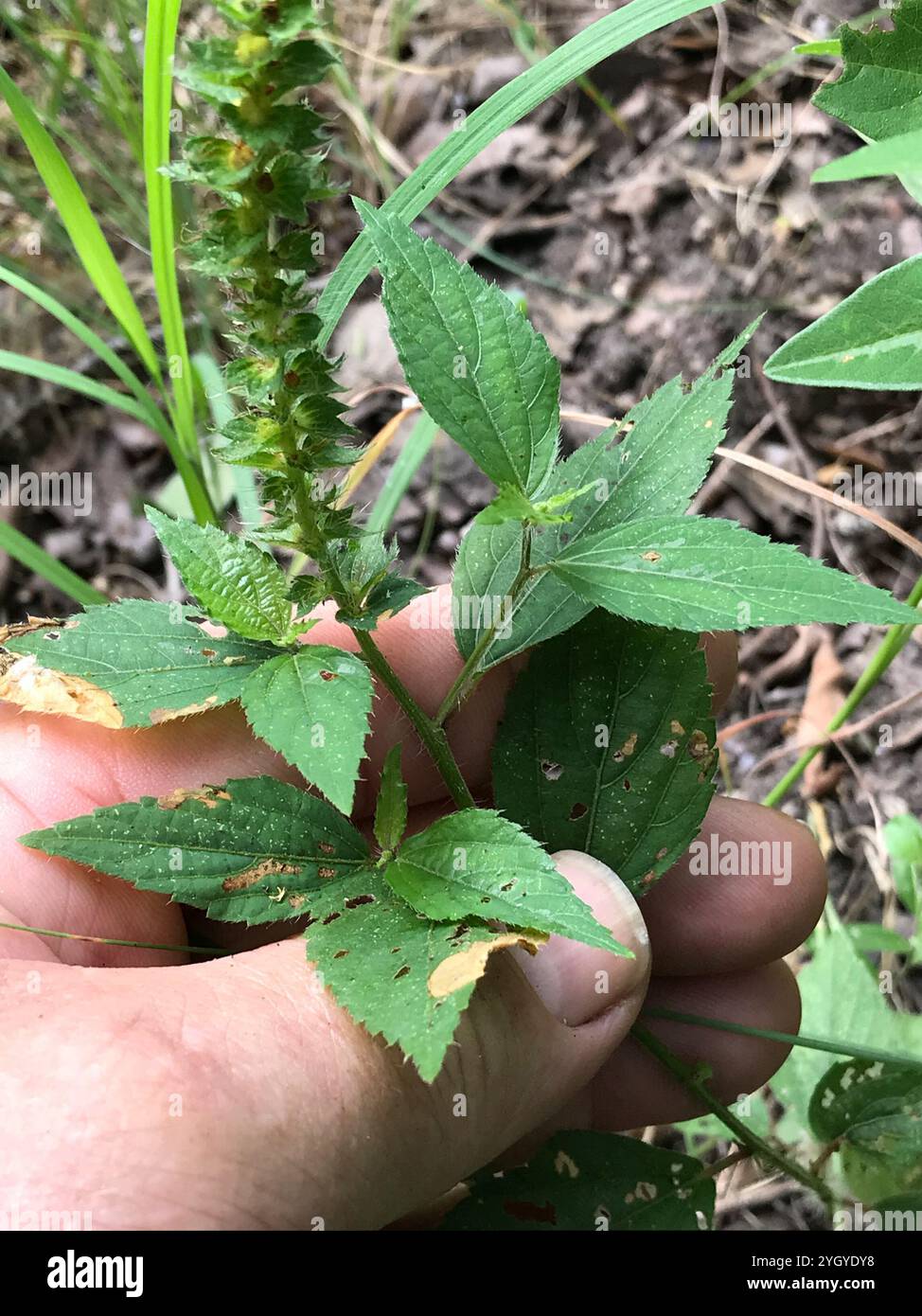 shrubby copperleaf (Acalypha phleoides Stock Photo - Alamy