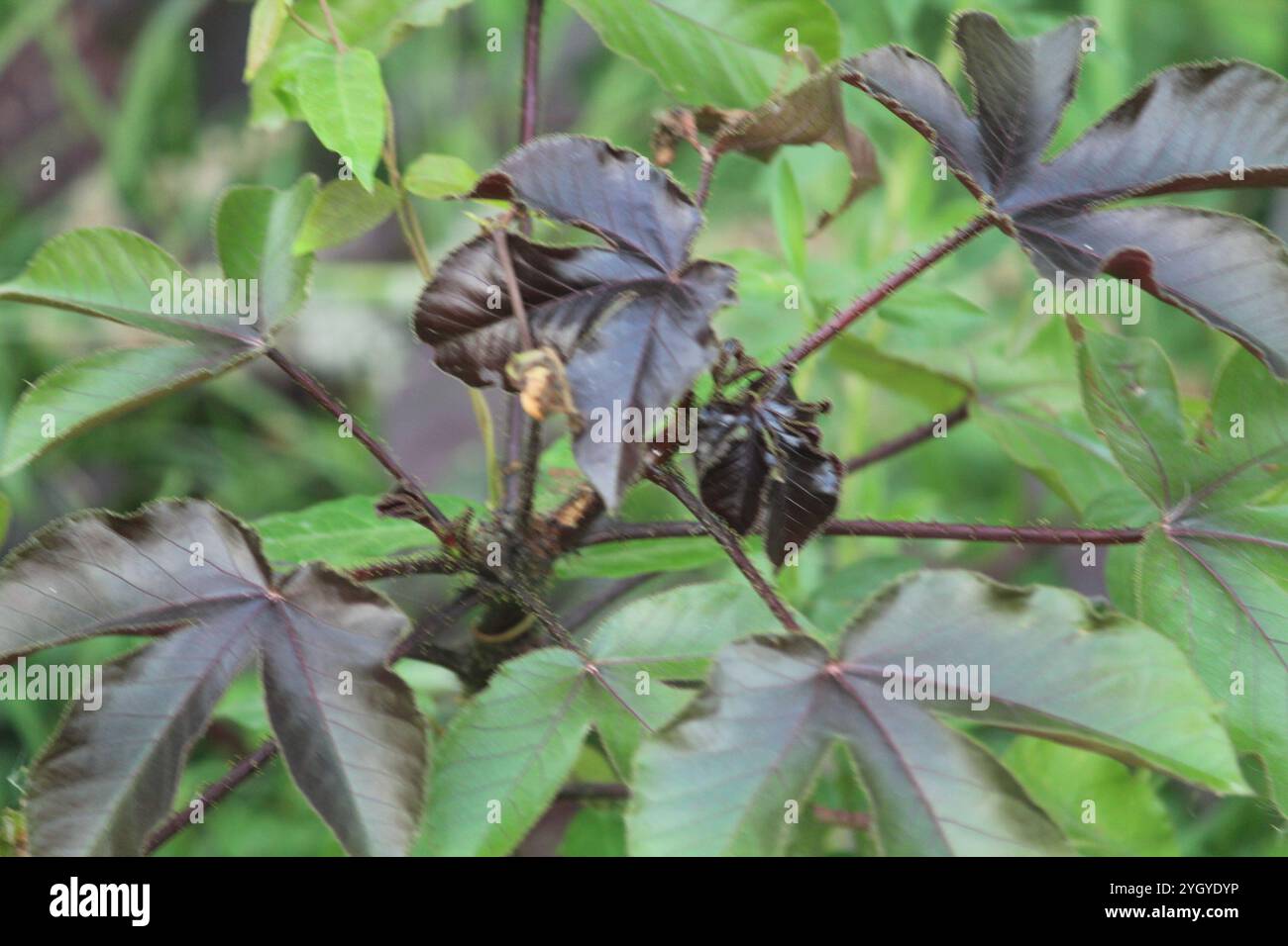 Bellyache bush jatropha gossypiifolia hi-res stock photography and ...