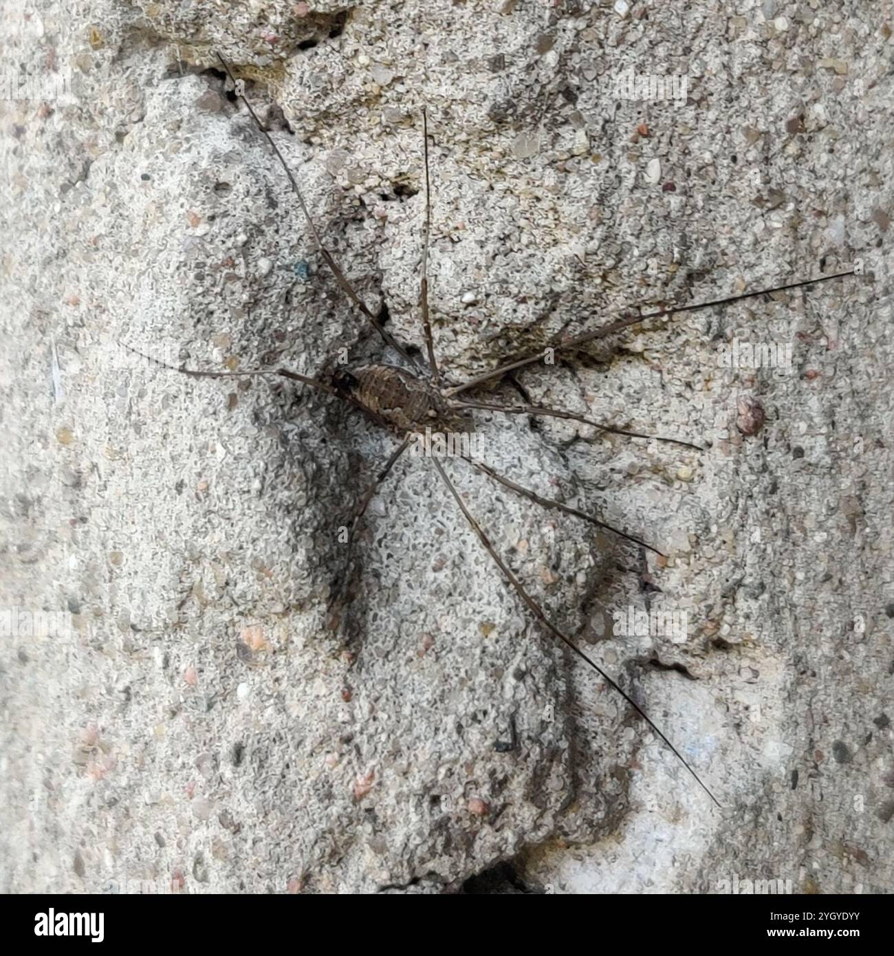 European Harvestman (Phalangium opilio Stock Photo - Alamy