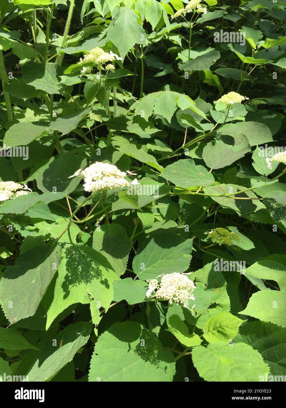 wild hydrangea (Hydrangea arborescens Stock Photo - Alamy