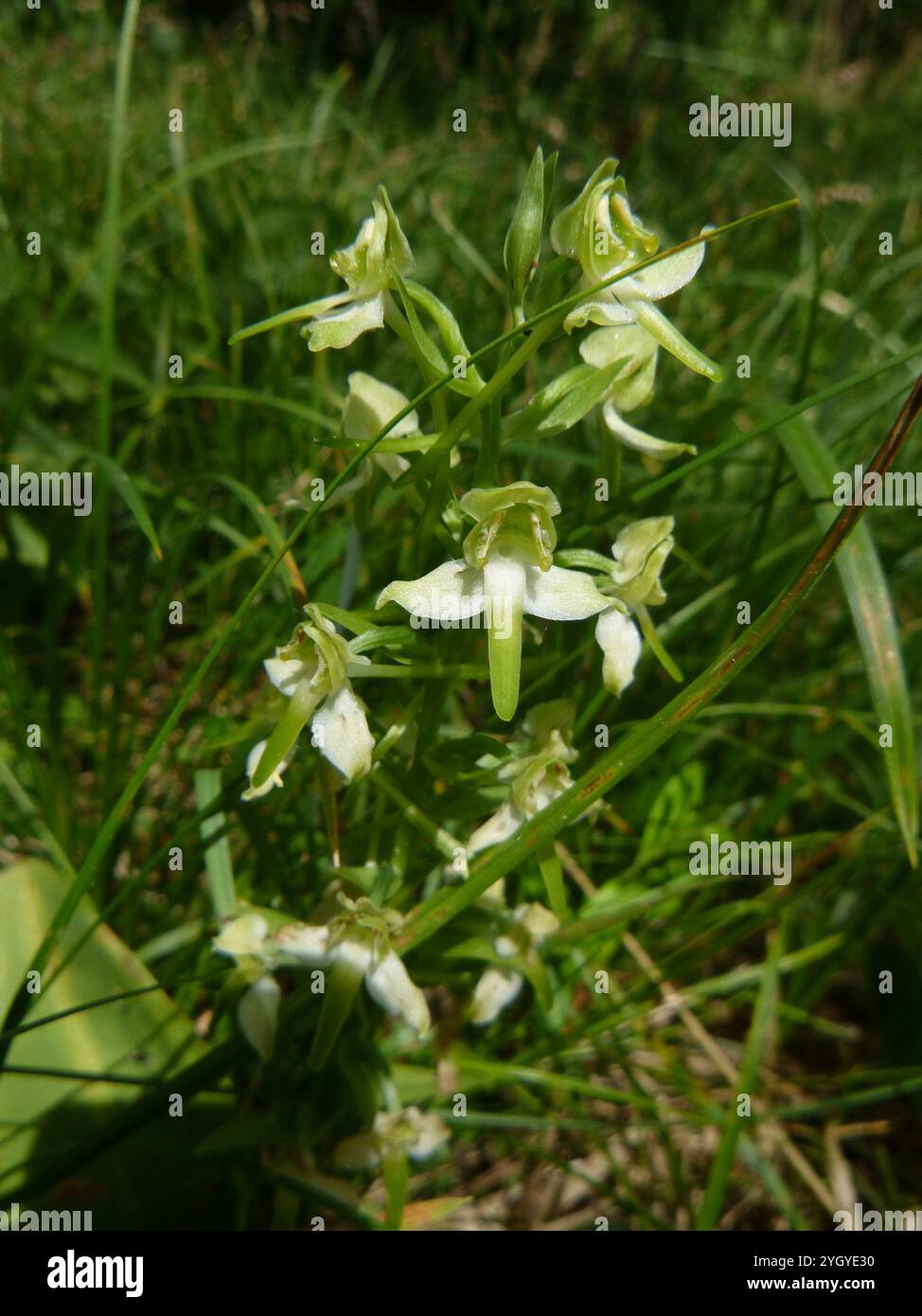 Greater butterfly-orchid (Platanthera chlorantha Stock Photo - Alamy