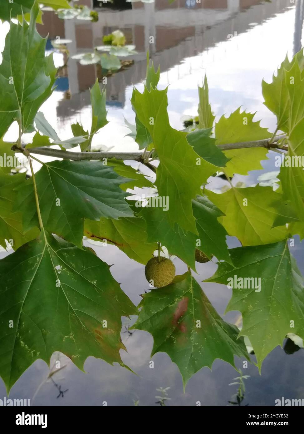 American sycamore (Platanus occidentalis Stock Photo - Alamy