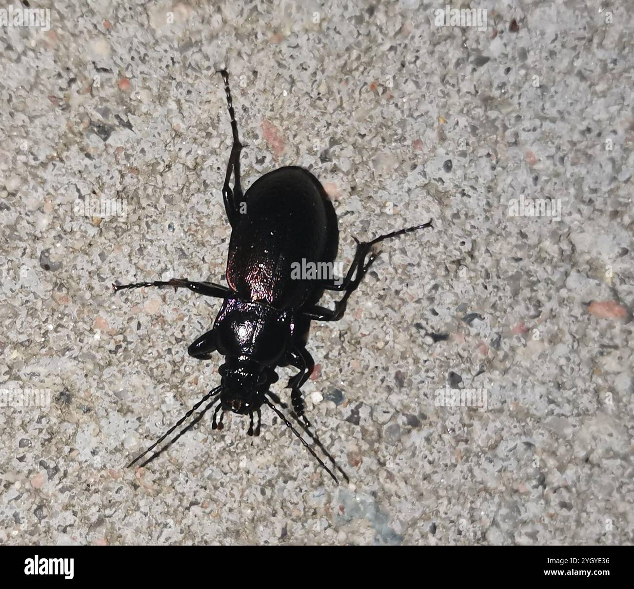 Bronze Ground Beetle (Carabus nemoralis Stock Photo - Alamy
