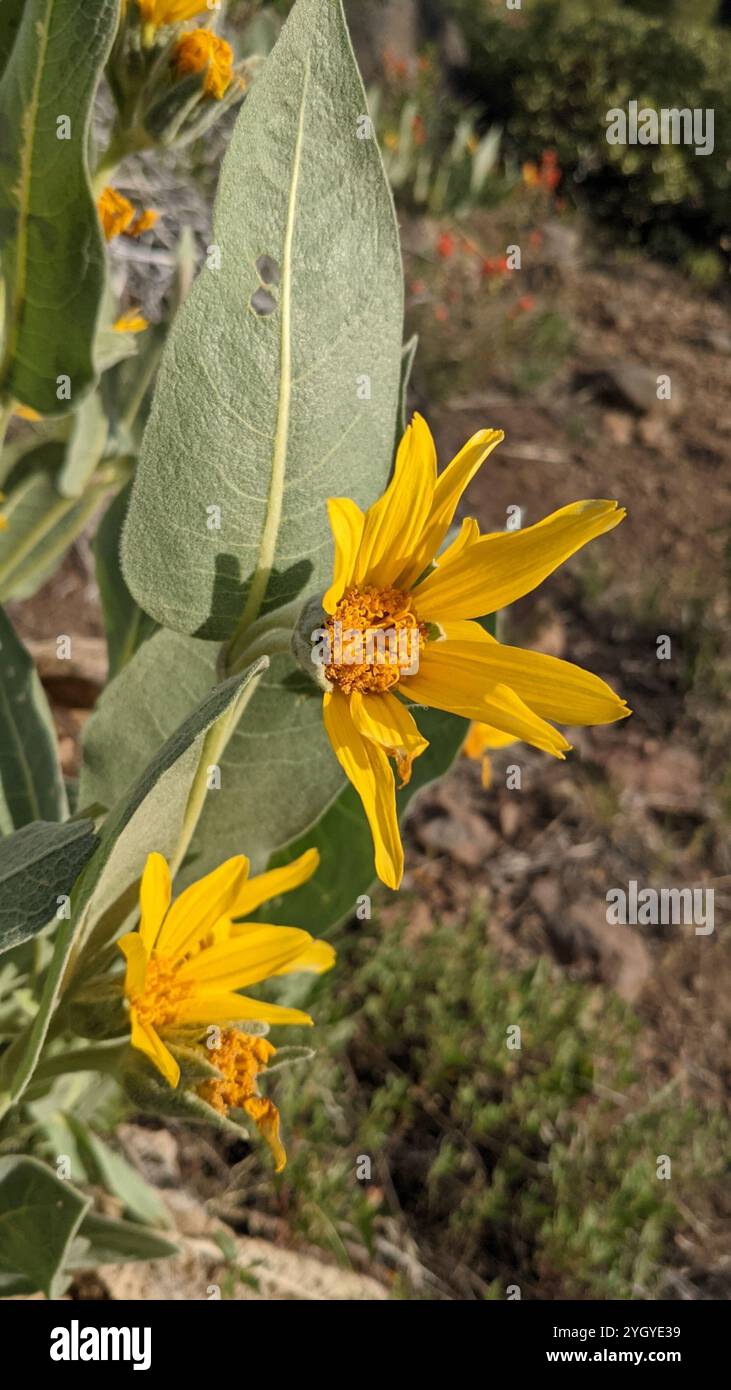 Woolly mules ears hi-res stock photography and images - Alamy
