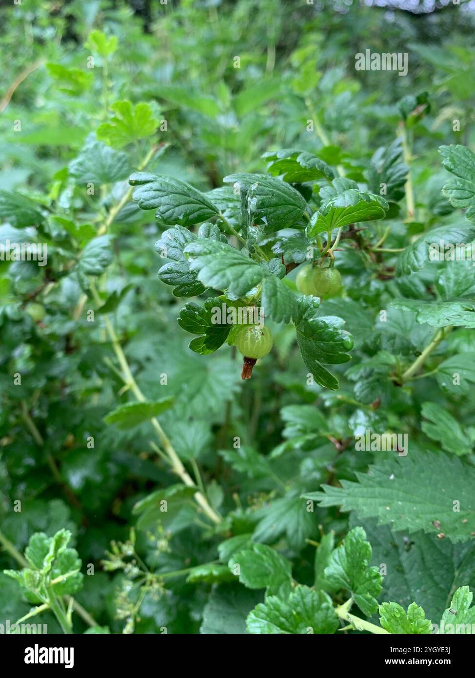 European gooseberry (Ribes uva-crispa Stock Photo - Alamy