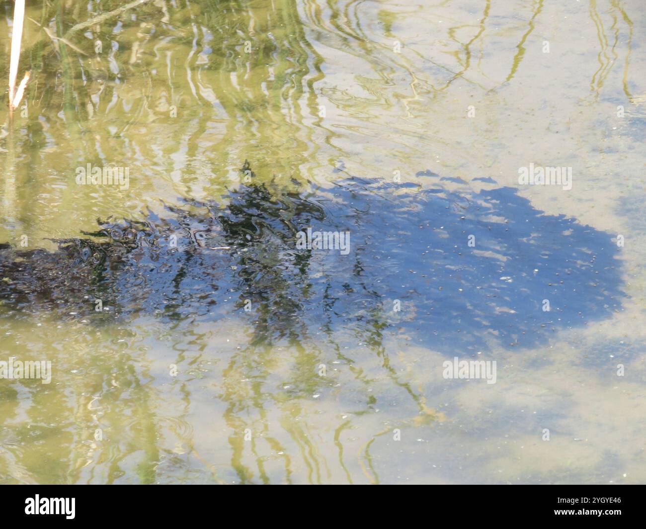 Black Bullhead (Ameiurus melas Stock Photo - Alamy