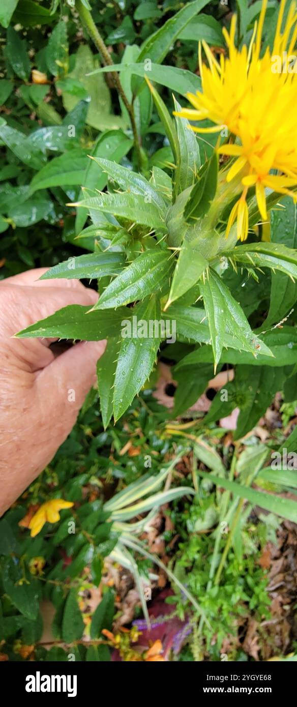 Safflower (Carthamus tinctorius Stock Photo - Alamy