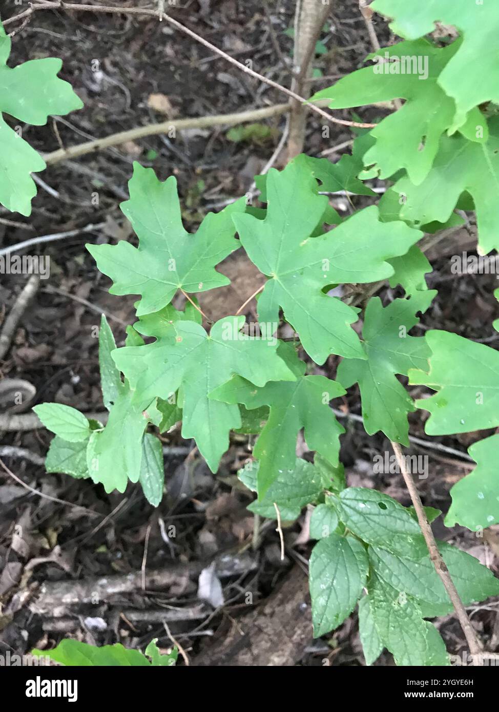 bigtooth maple (Acer grandidentatum Stock Photo - Alamy