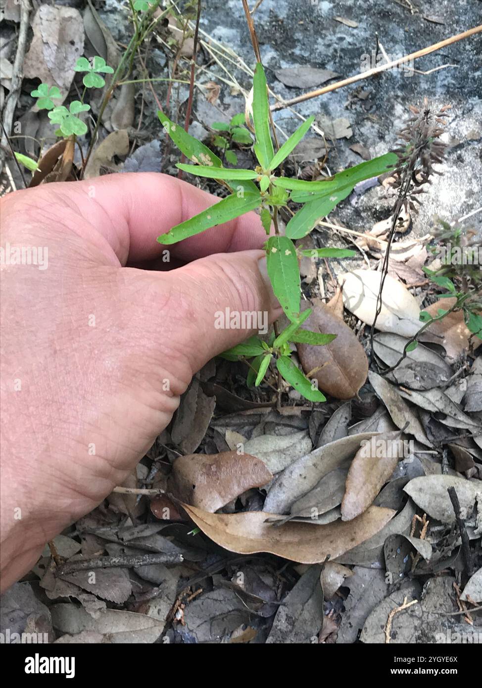 Slender Three-seeded Mercury (Acalypha gracilens Stock Photo - Alamy