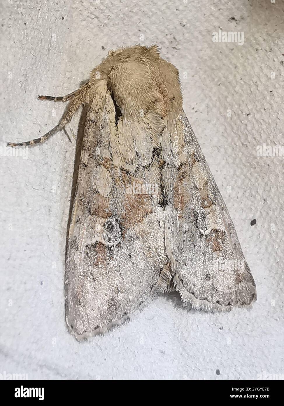 Sordens hi-res stock photography and images - Alamy