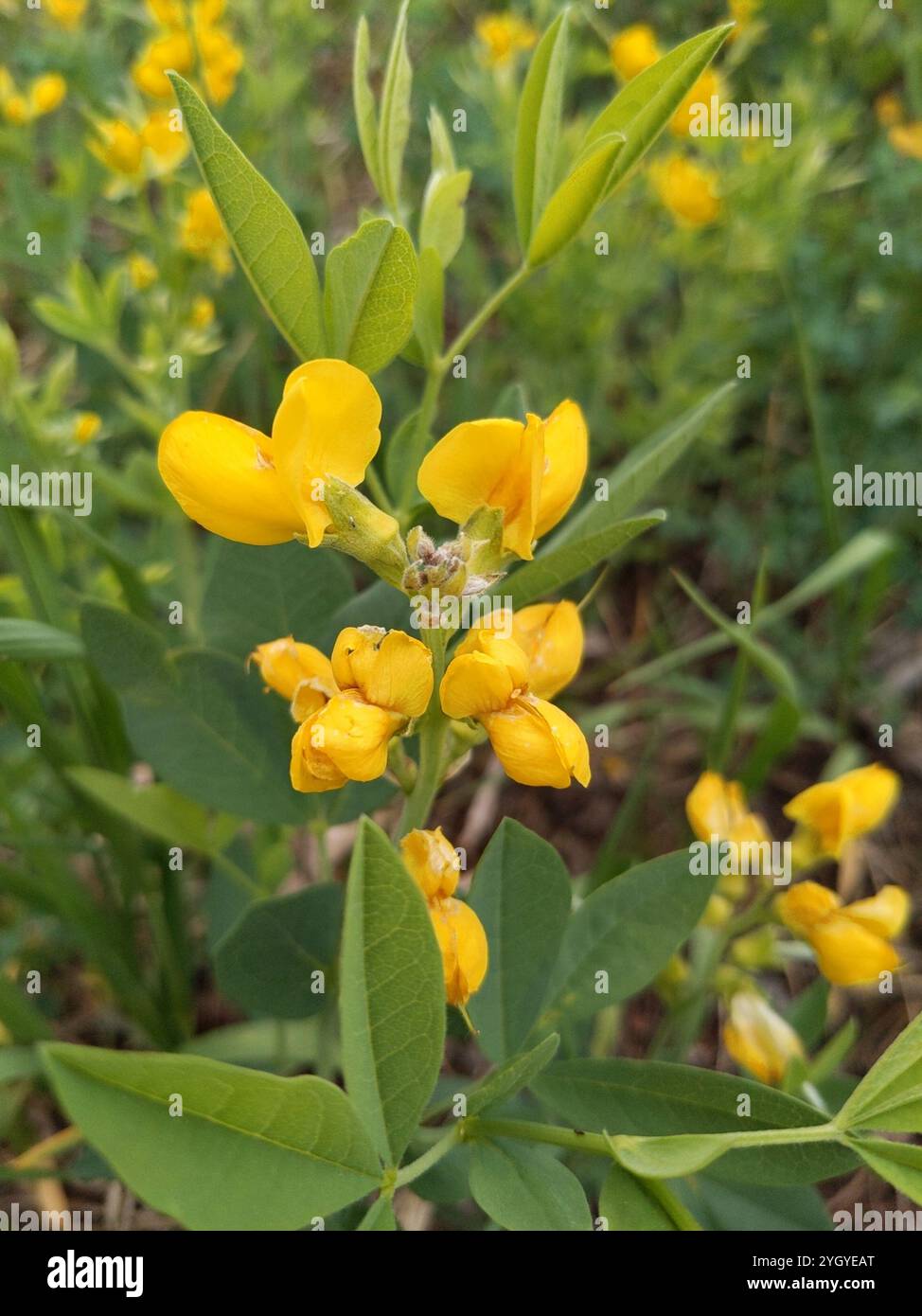 Goldenbanners hi-res stock photography and images - Alamy