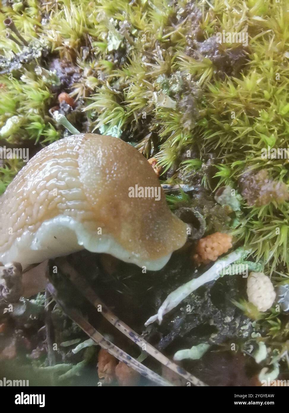 Northern Dusky Slug (Arion fuscus Stock Photo - Alamy