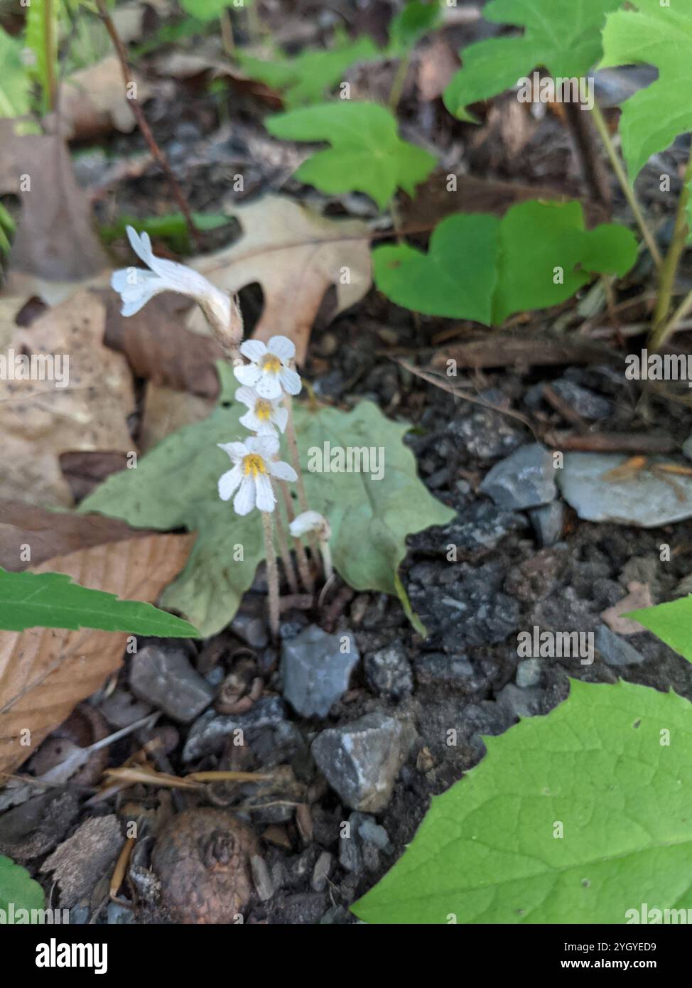 one-flowered cancer-root (Aphyllon uniflorum Stock Photo - Alamy