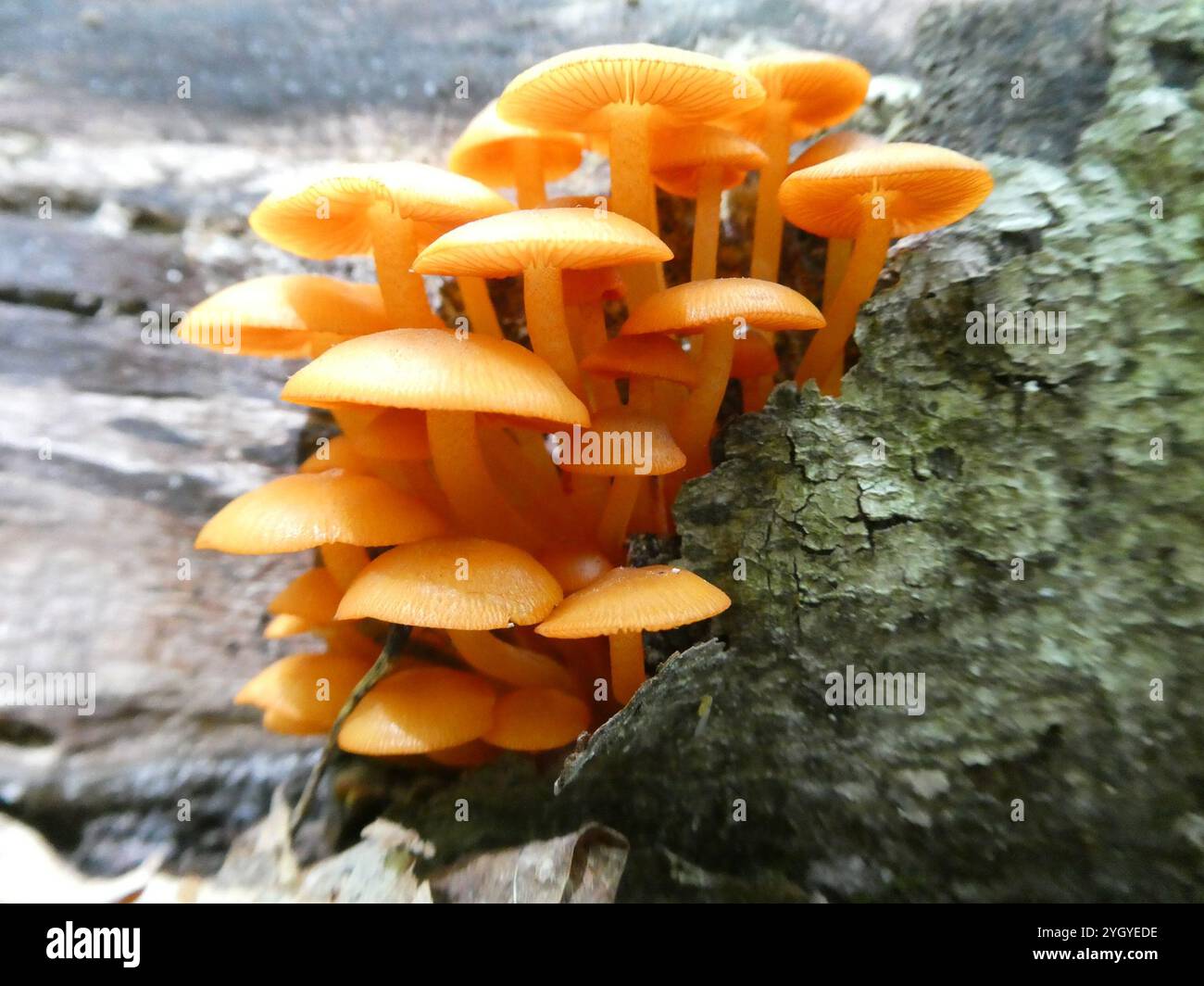orange mycena (Mycena leaiana Stock Photo - Alamy