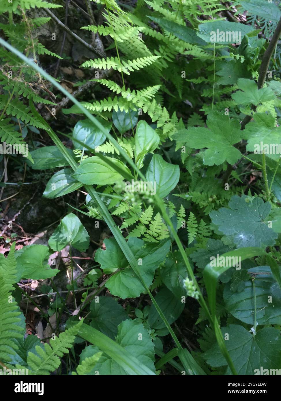 Cystopteris bulbifera hi-res stock photography and images - Alamy