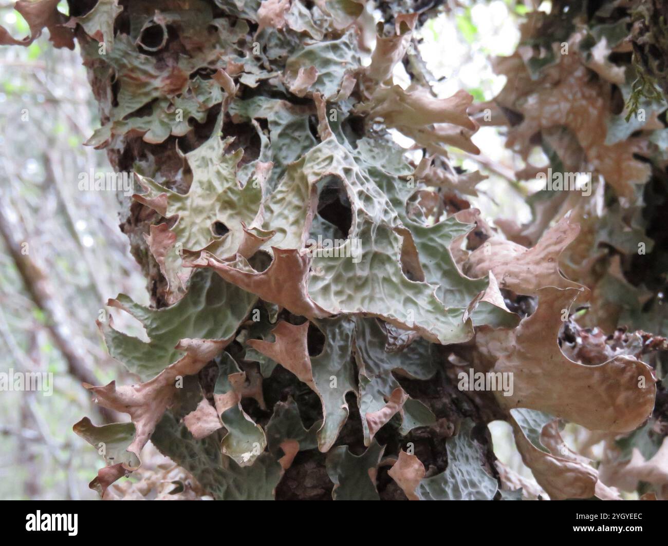 Tree Lungwort (Lobaria pulmonaria Stock Photo - Alamy