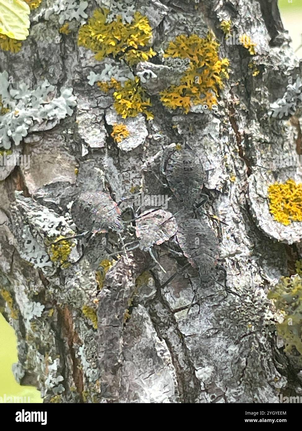 Rough Stink Bugs (Brochymena Stock Photo - Alamy