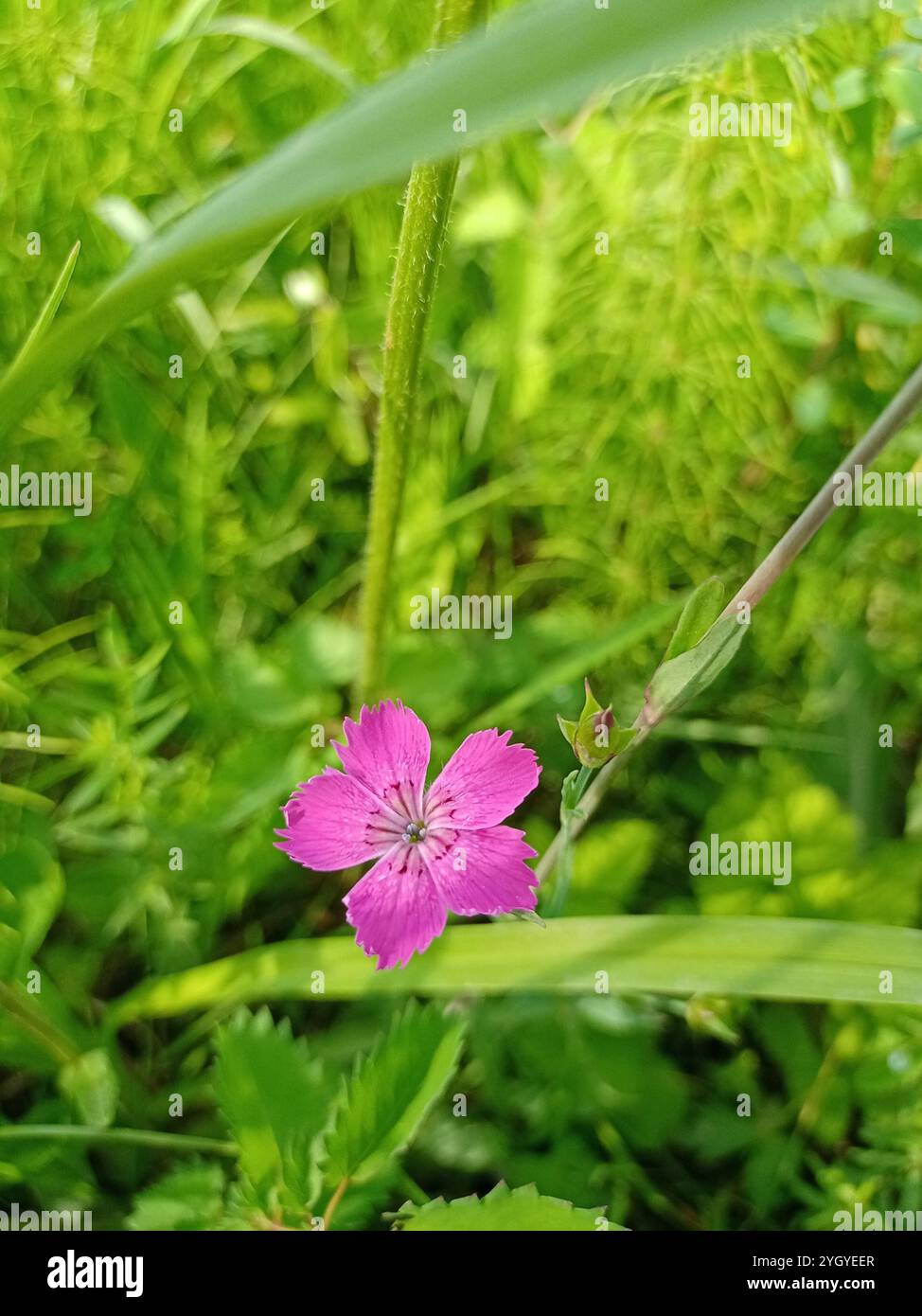 Chinese-pink (Dianthus chinensis Stock Photo - Alamy