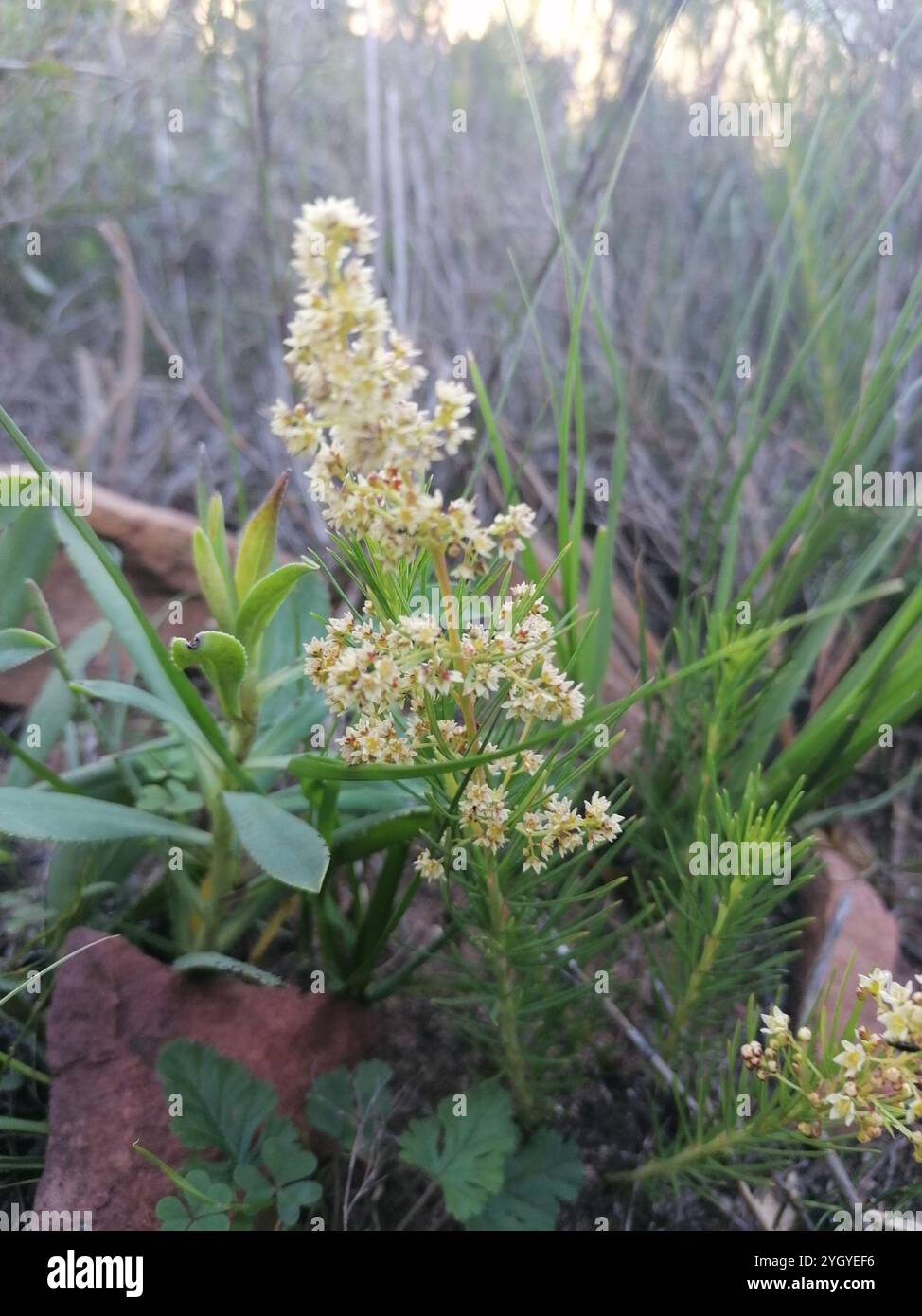 Rosemary Currentrhus (Searsia rosmarinifolia Stock Photo - Alamy