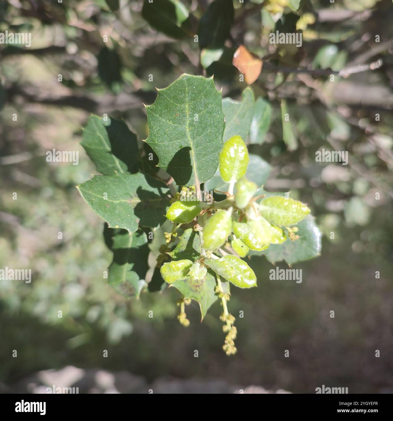 evergreen oak (Quercus ilex Stock Photo - Alamy