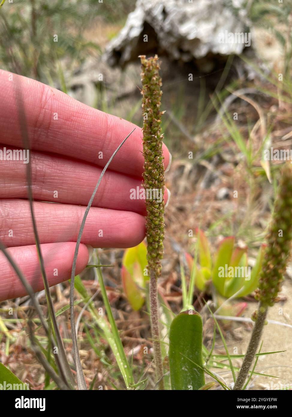 Sea Plantain (Plantago maritima Stock Photo - Alamy