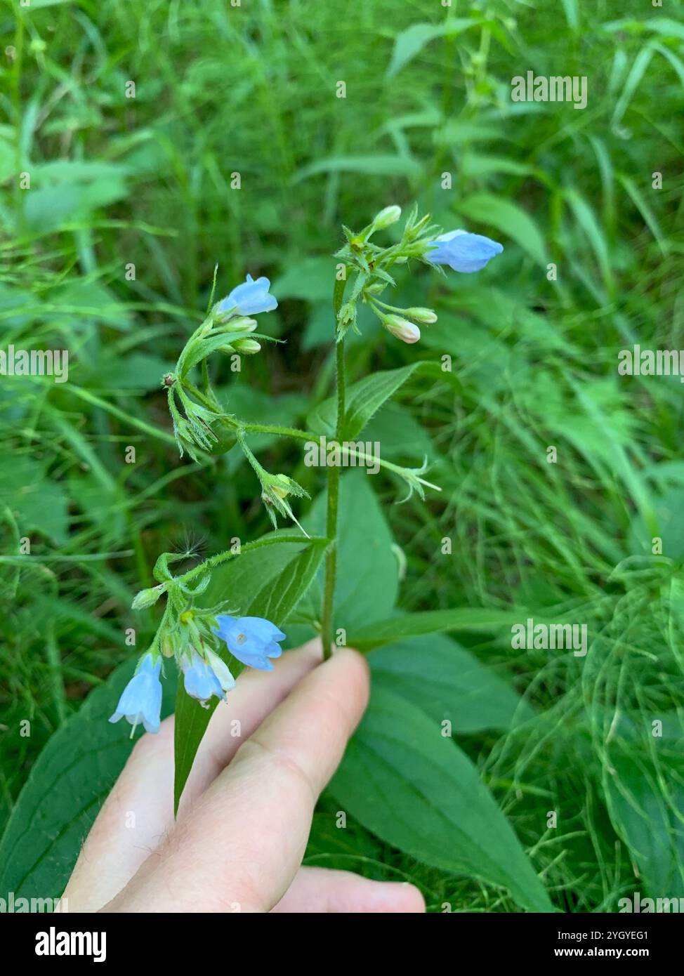 Tall Bluebell (Mertensia paniculata Stock Photo - Alamy