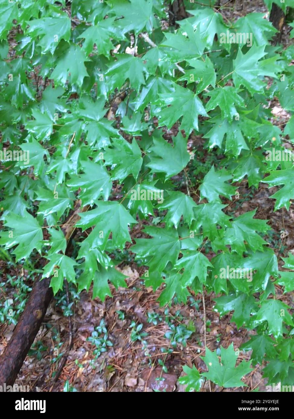 southern sugar maple (Acer floridanum Stock Photo - Alamy