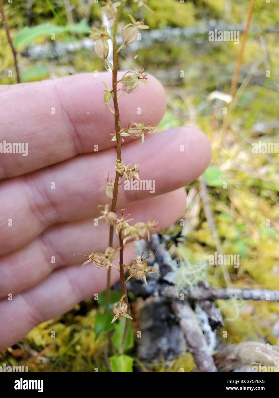 Heartleaf Twayblade (Neottia cordata Stock Photo - Alamy