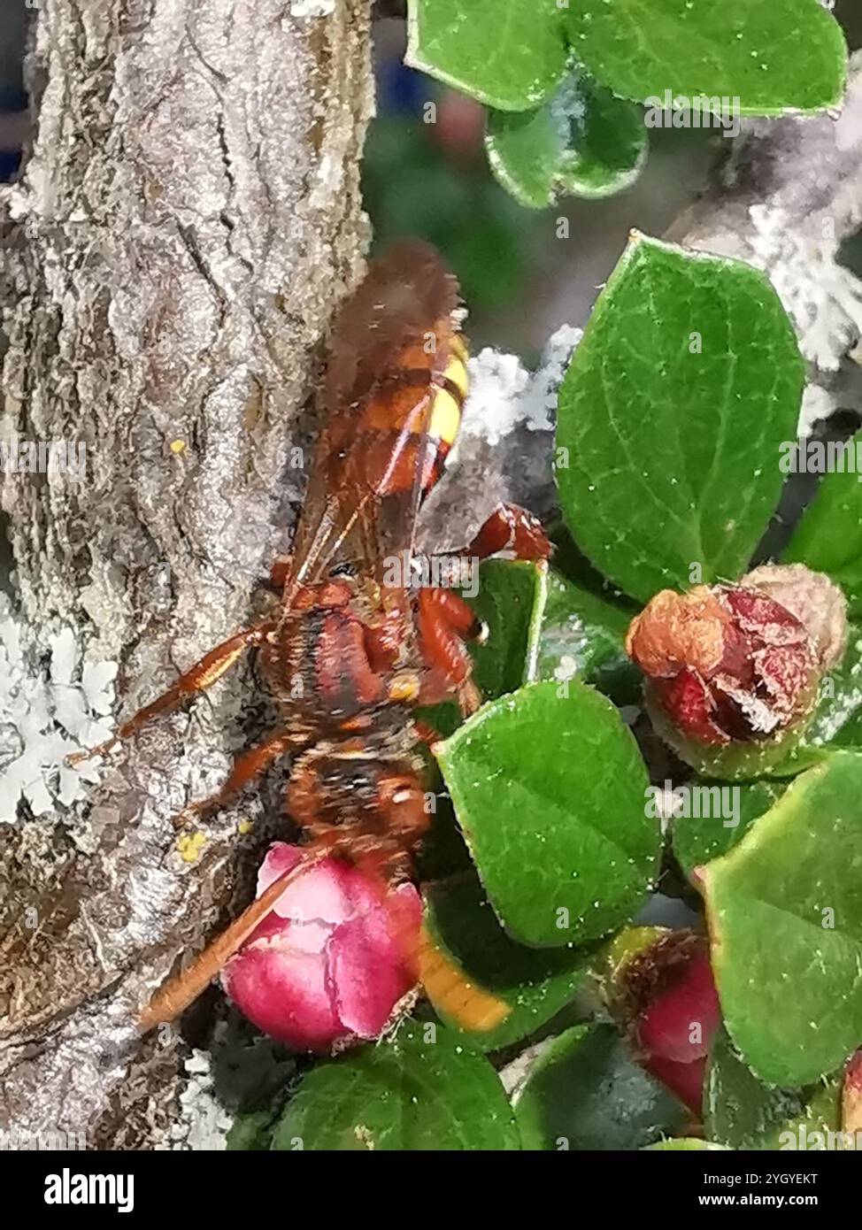 Nomad Bees (Nomada Stock Photo - Alamy