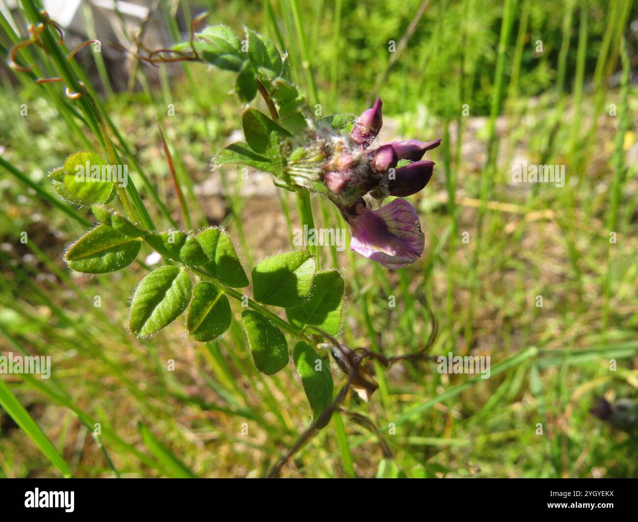 Bush Vetch (Vicia sepium Stock Photo - Alamy