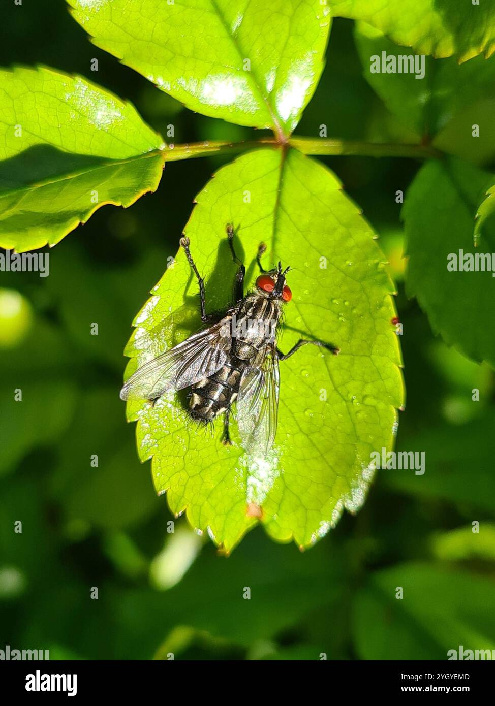 Common Flesh Flies (Sarcophaga Stock Photo - Alamy