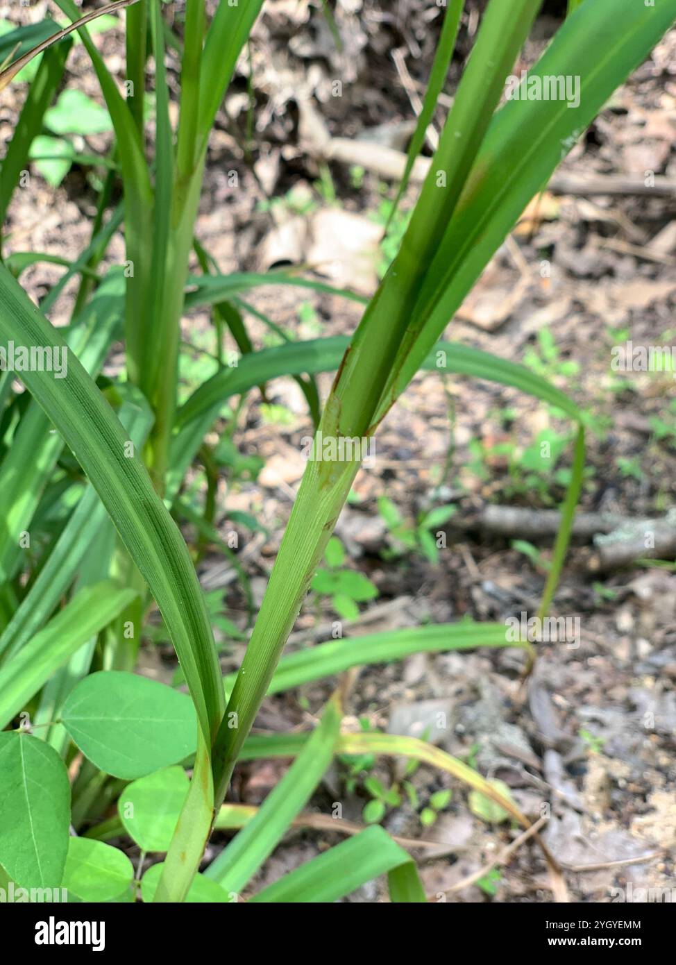 Dark Green Bulrush Complex (Scirpus atrovirens Stock Photo - Alamy