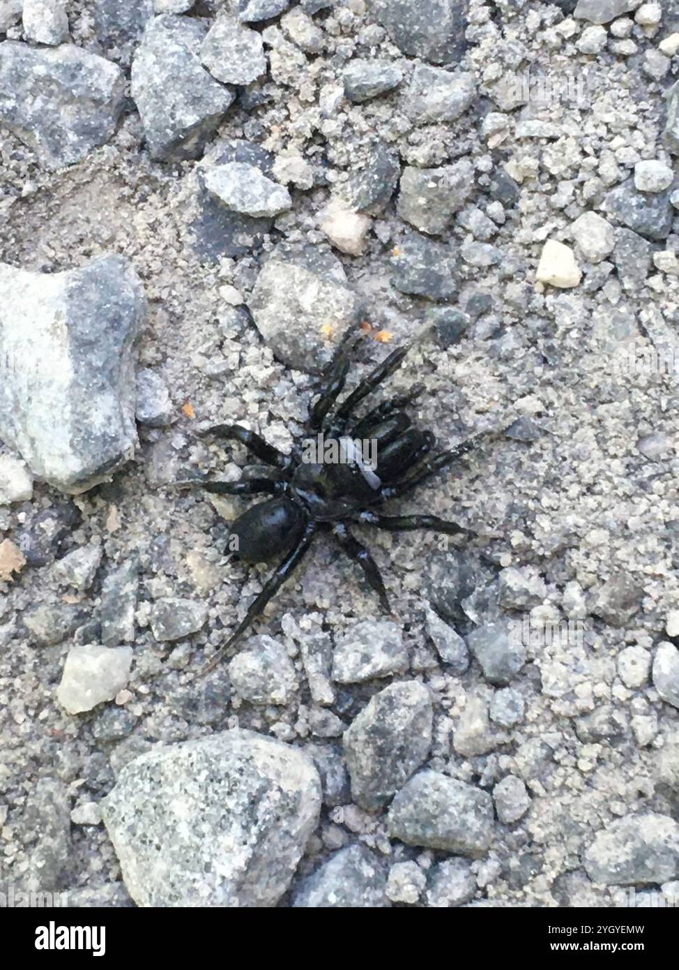 Black Purseweb Spider (Sphodros niger Stock Photo - Alamy