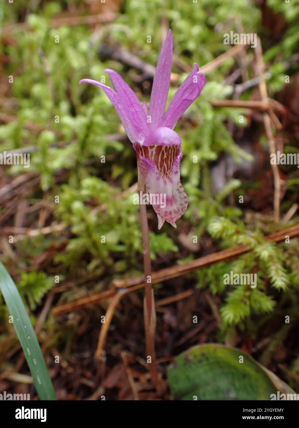 Western Fairy-slipper (Calypso bulbosa occidentalis Stock Photo - Alamy