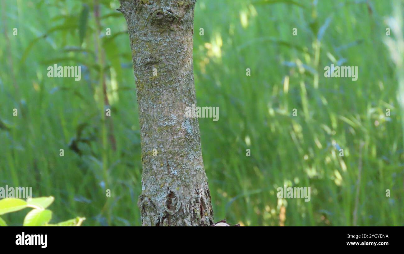 bitternut hickory (Carya cordiformis Stock Photo - Alamy