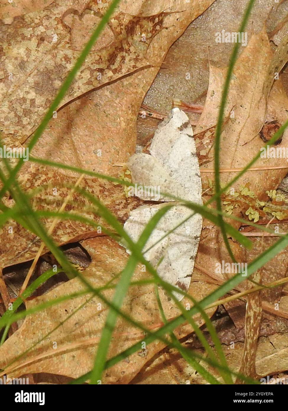 Red-headed Inchworm Moth (Macaria bisignata Stock Photo - Alamy