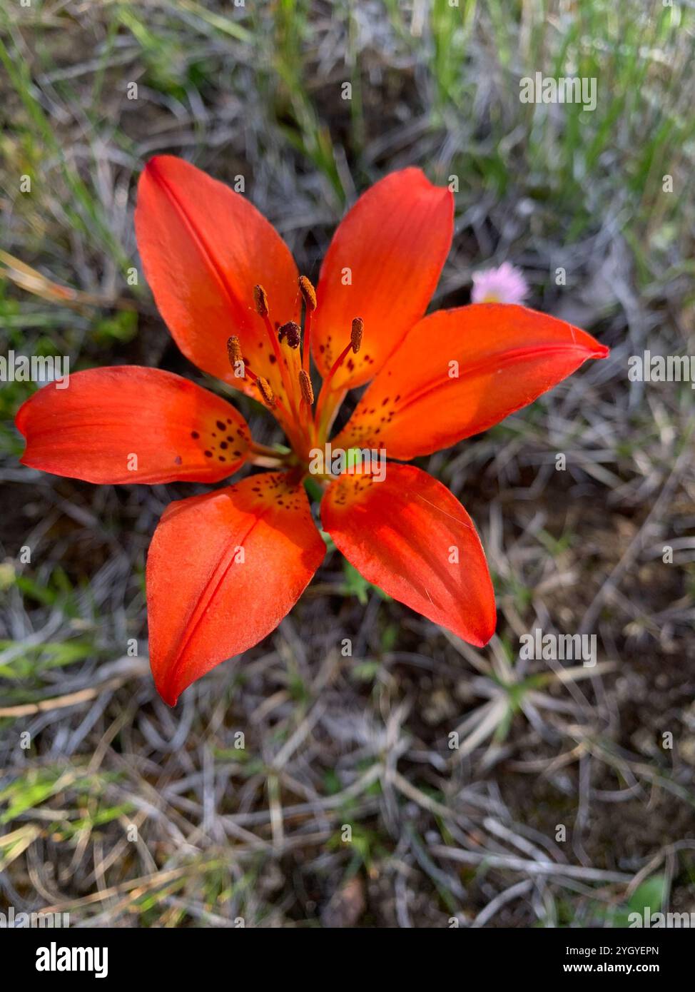 Wood Lily (Lilium philadelphicum Stock Photo - Alamy