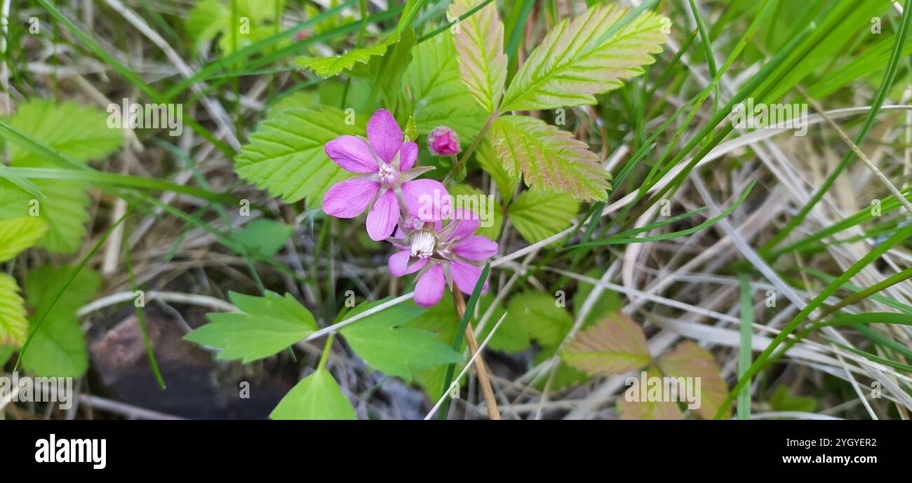 Arctic raspberry (Rubus arcticus Stock Photo - Alamy