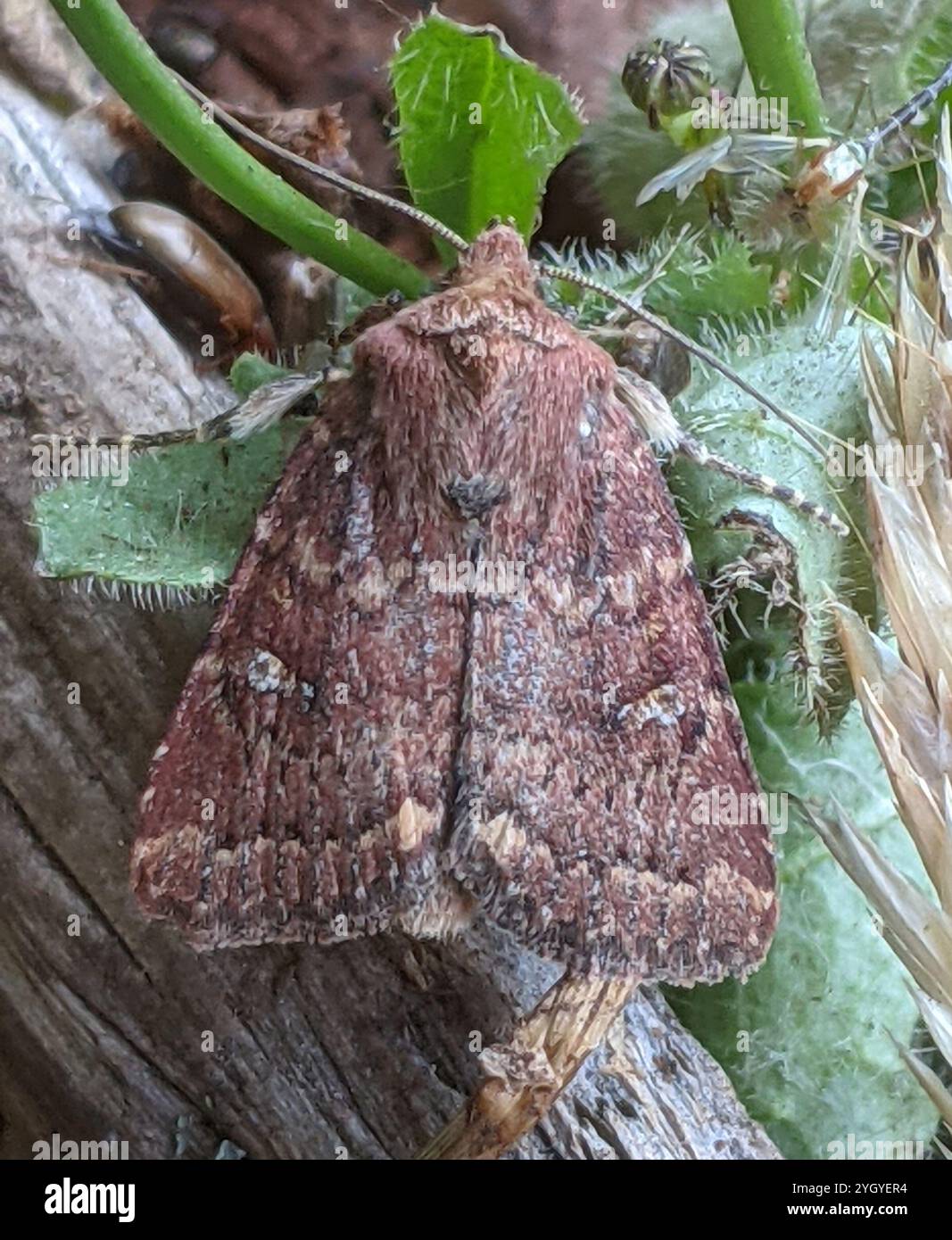 Cutworms and Dart Moths (Noctuinae Stock Photo - Alamy