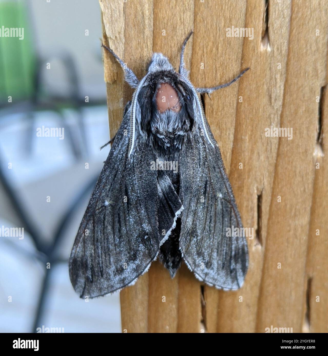 Northern Apple Sphinx (Sphinx poecila Stock Photo - Alamy