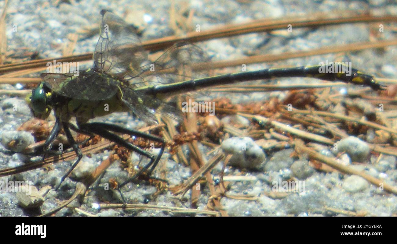 Black-shouldered Spinyleg (Dromogomphus spinosus Stock Photo - Alamy