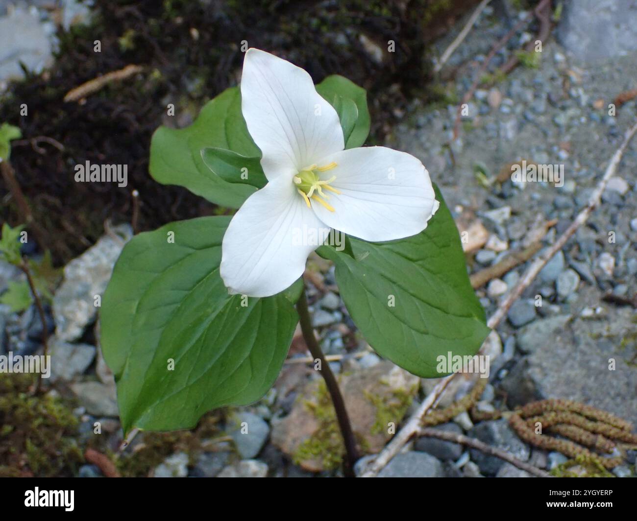 Pacific trillium (Trillium ovatum Stock Photo - Alamy
