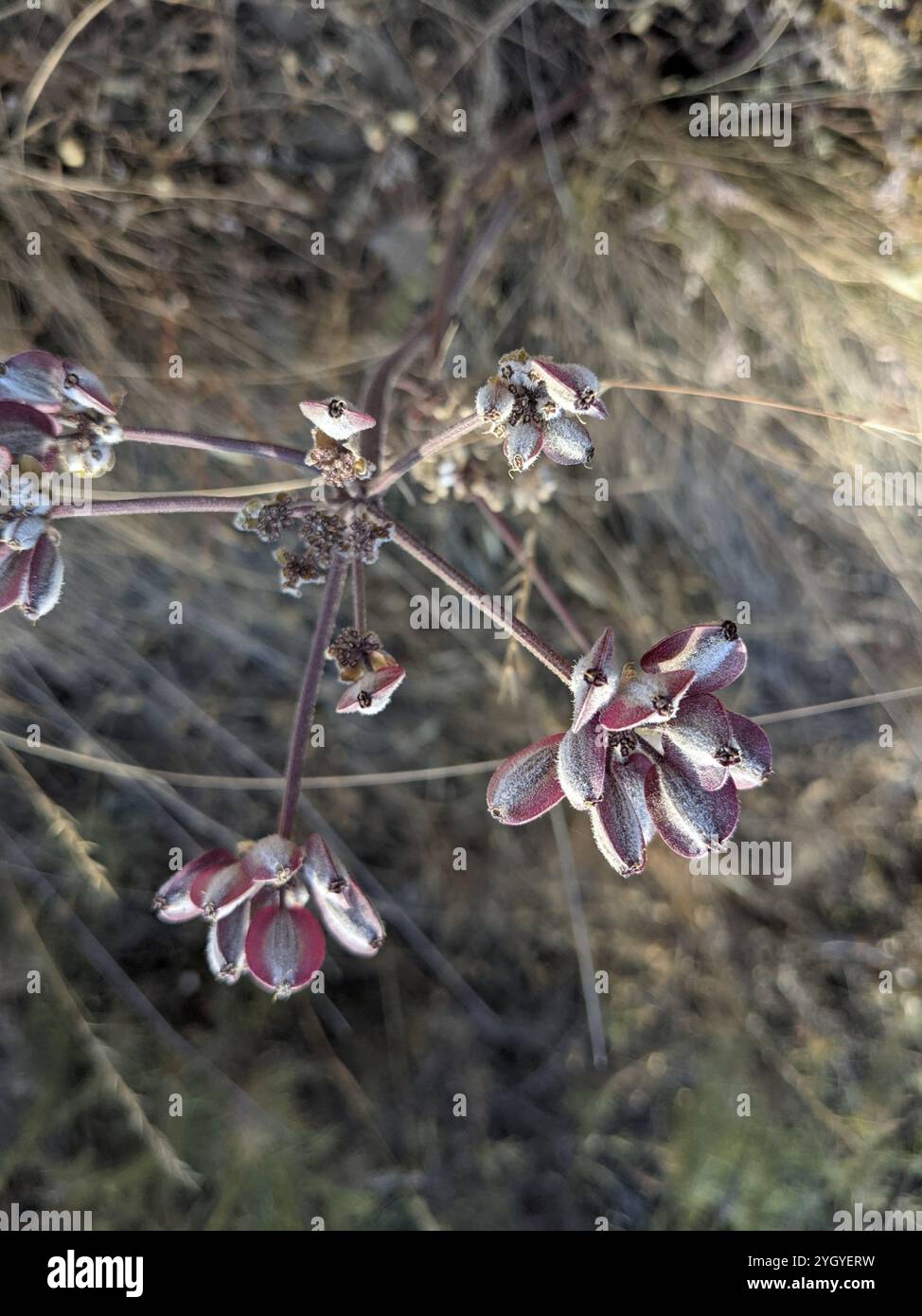 Bigseed hi-res stock photography and images - Alamy