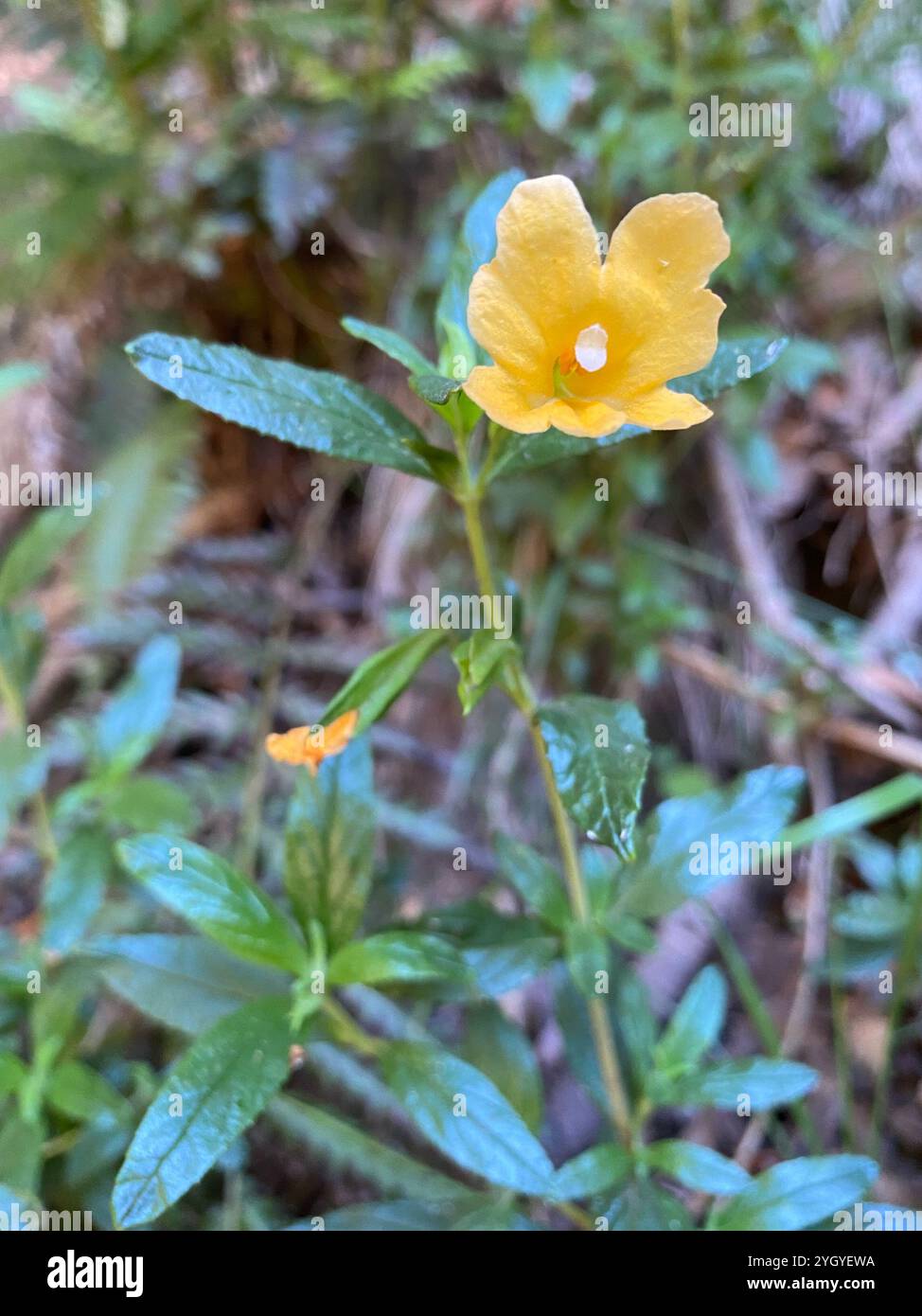 orange bush monkeyflower (Diplacus aurantiacus Stock Photo - Alamy