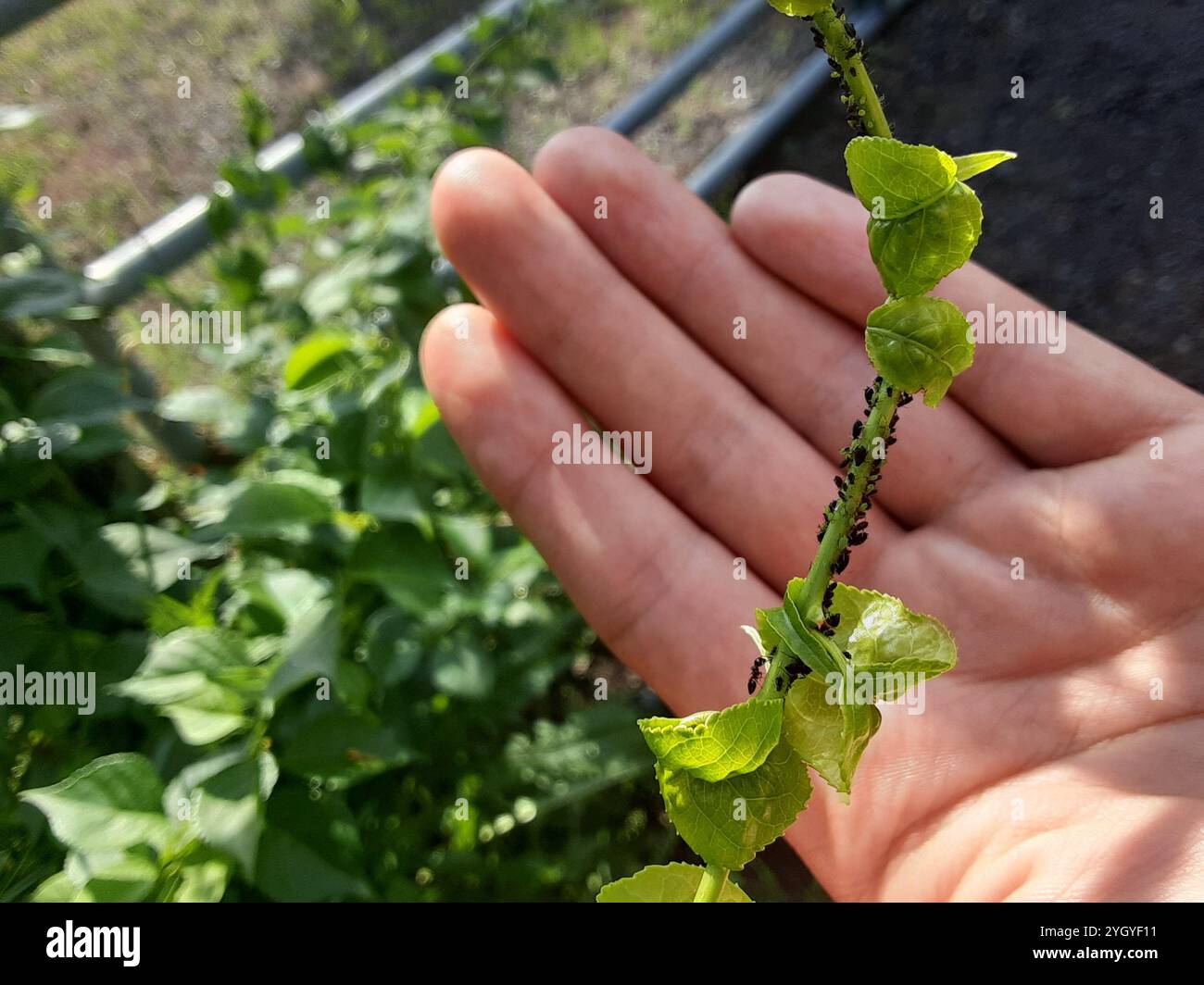 Oriental bittersweet (Celastrus orbiculatus Stock Photo - Alamy