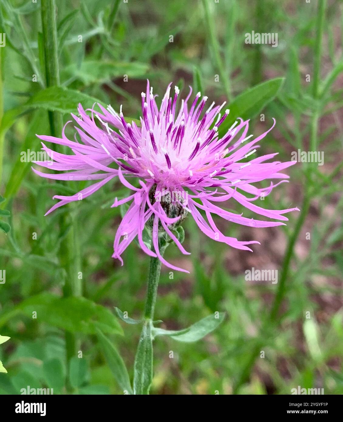 spotted knapweed (Centaurea stoebe Stock Photo - Alamy