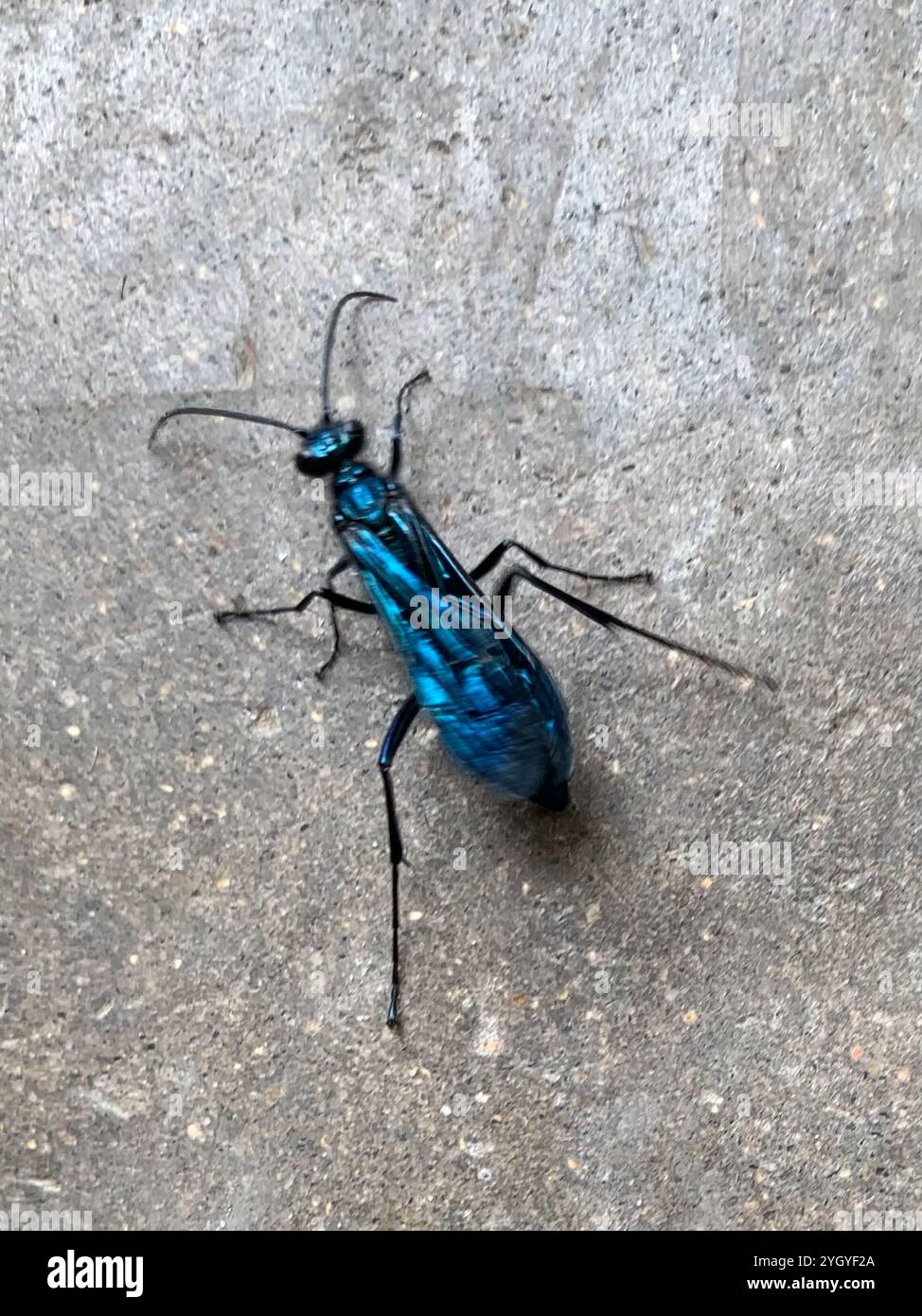 Blue mud wasp hi-res stock photography and images - Alamy