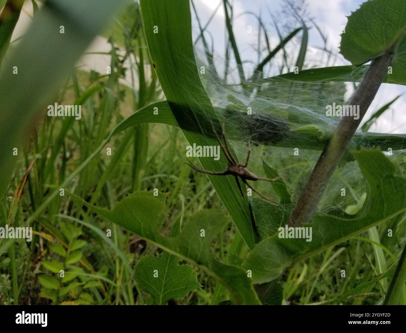 American Nursery Web Spider (Pisaurina mira Stock Photo - Alamy